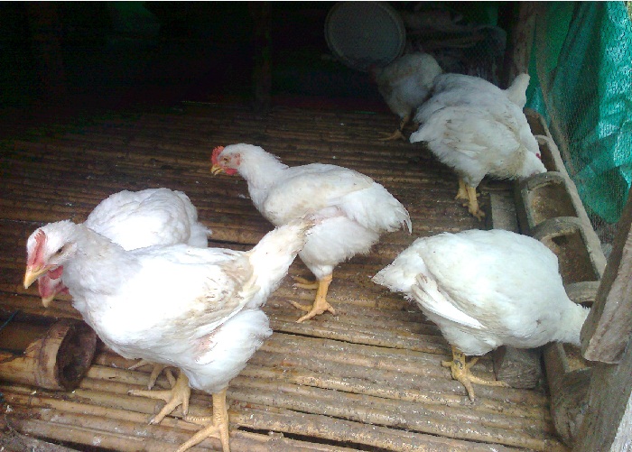 CRIA Y LEVANTE DE POLLOS BROILER EN LA SEDE EDUCATIVA RURAL HOYA DEL CHIPAL