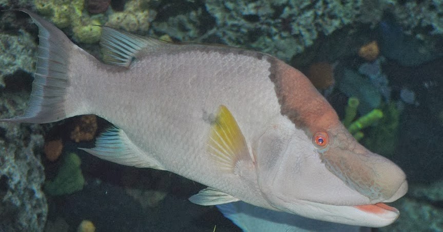 ZOOTOGRAFIANDO (6.100 ANIMALS): PARGO GALLO (Lachnolaimus maximus)