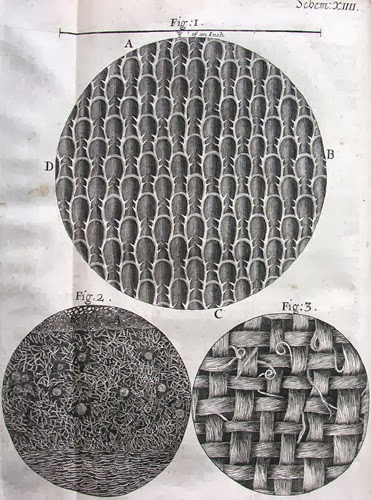 Winchester whisperer: Robert Hooke