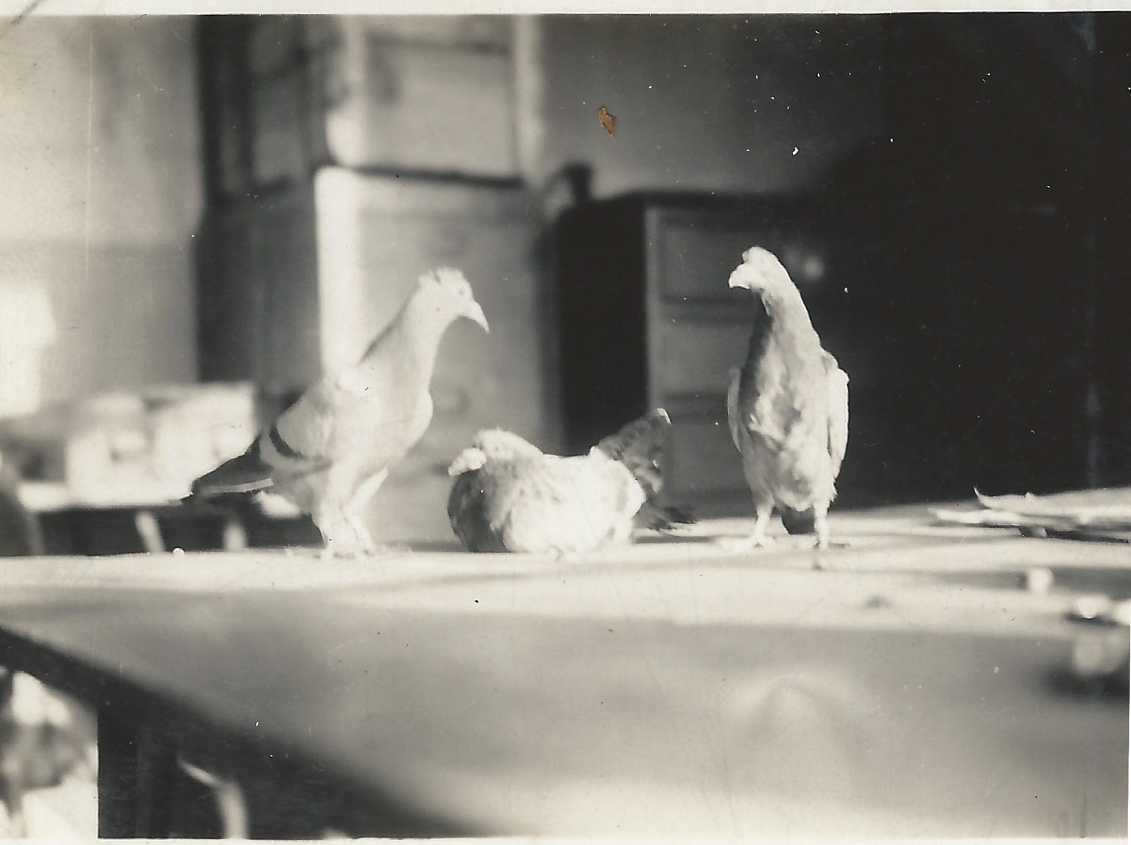 World War 2 History and the WW2 Pigeons: Middle East Pigeon Service Pigeons