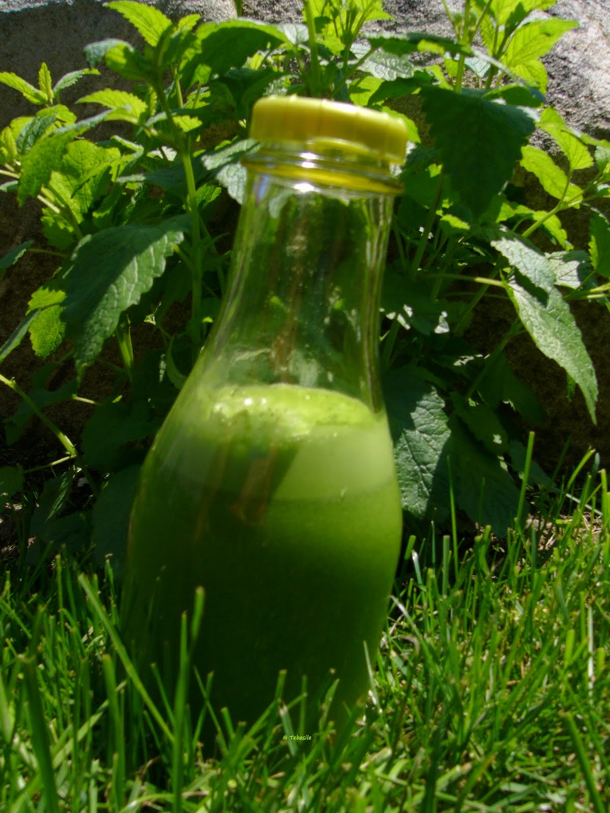 Tebasiles Kitchen: Green Borage Lemonade with Lemon Balm
