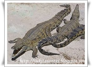 Buaya Raksasa (+Video) - Yukitasantai™