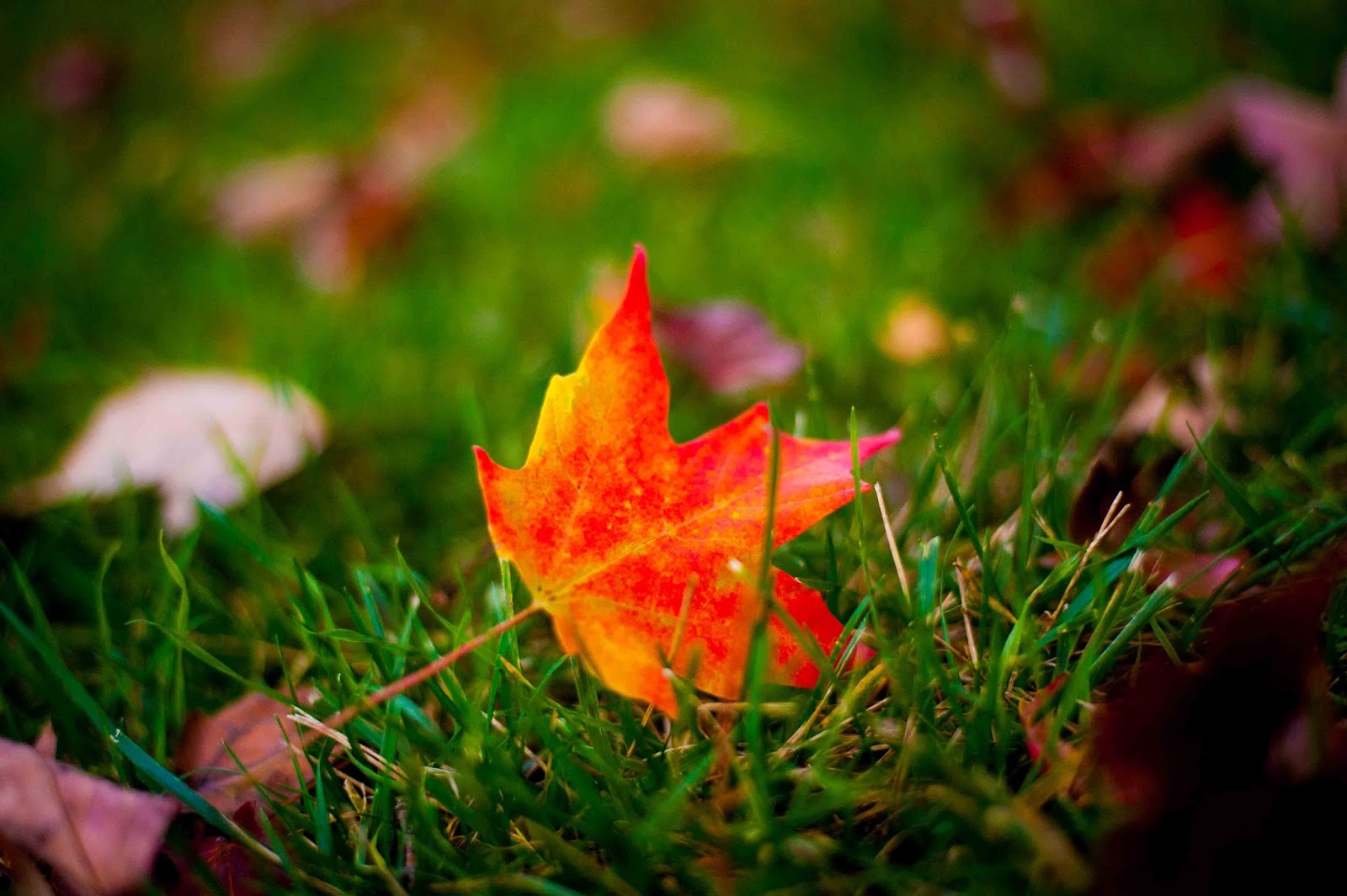 Olivia J Photography: Tips on Fall Photography | Tutorial | Kansas City ...
