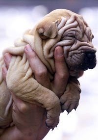 FIQUE POR DENTRO: RUGA DE CÃO PODERÁ SER USADA EM TRATAMENTO DE HUMANOS