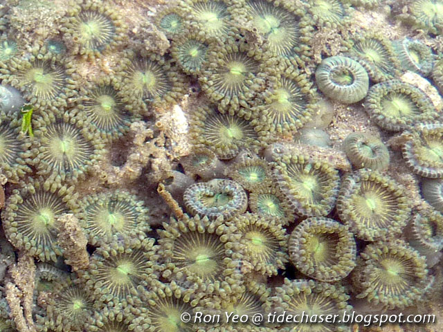 tHE tiDE cHAsER: Zoanthids or Colonial Anemones (Phylum Cnidaria: Order ...