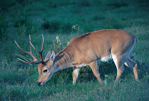 Bichos Argentinos: octubre 2012