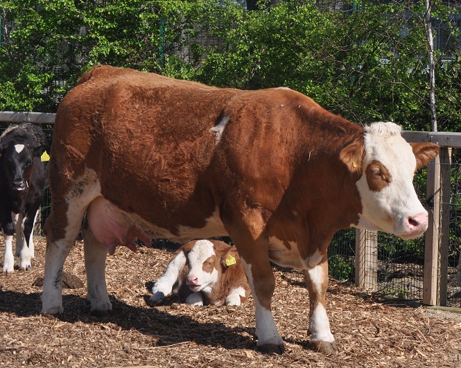ZOOTOGRAFIANDO (6.096 ANIMALS): TORO, VACA, BUEY, WATUSI, CEBÚ / BULL ...