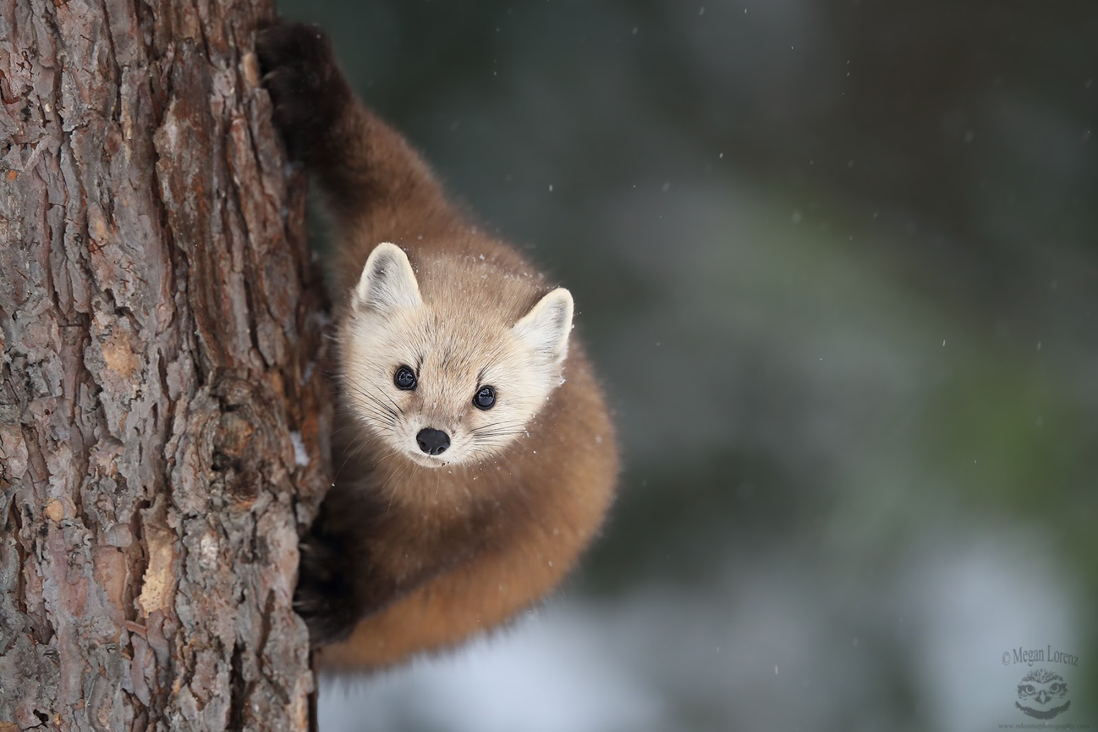 MLorenz Photography: Marten Mania