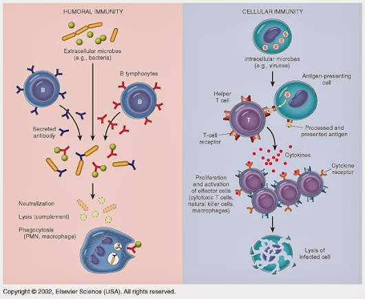 Hunmoral Immunity Cell Mediated Immunity 1 hunmoral-immunity-cell-mediated-immunity-1