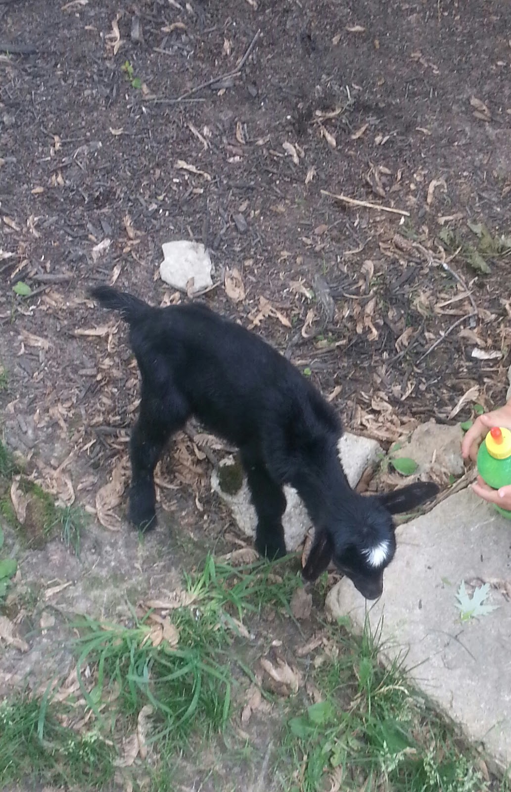 Feisty Farm Miniature Alpine Dairy Goats: Junior and Senior Does