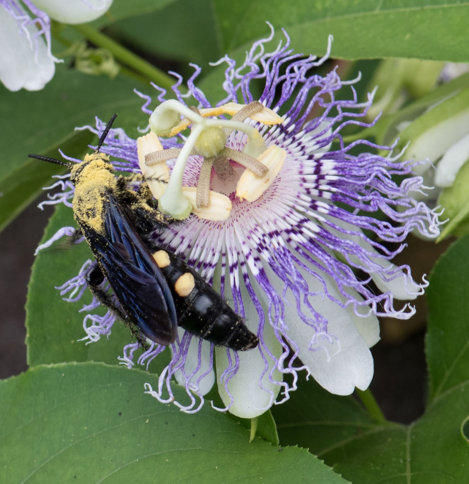 Gaia Garden: This Week in Pest-Controlling and Pollinating Wasps