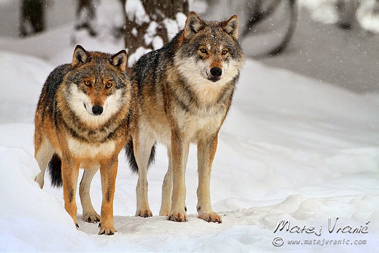 Matevž, Jakob in tisoč ostalih stvari: VOLK