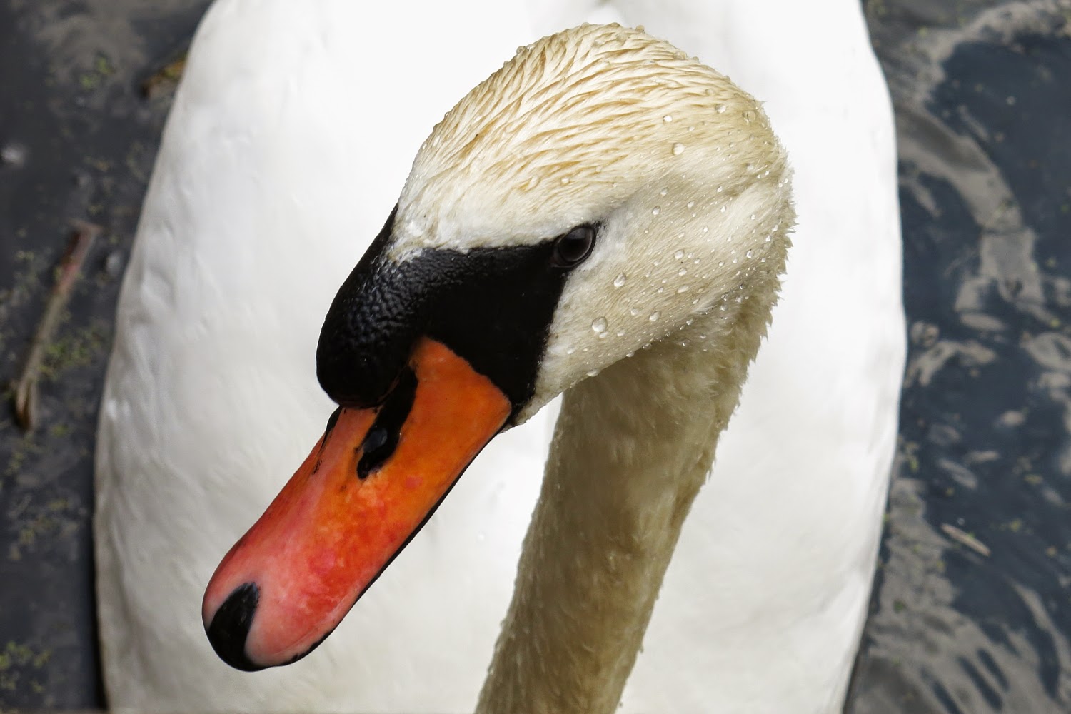 Norman & Norma - A Swan Love Story