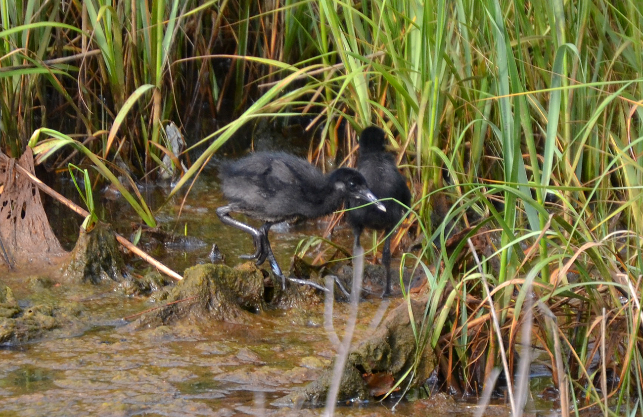 Woods Walks and Wildlife: July 2012