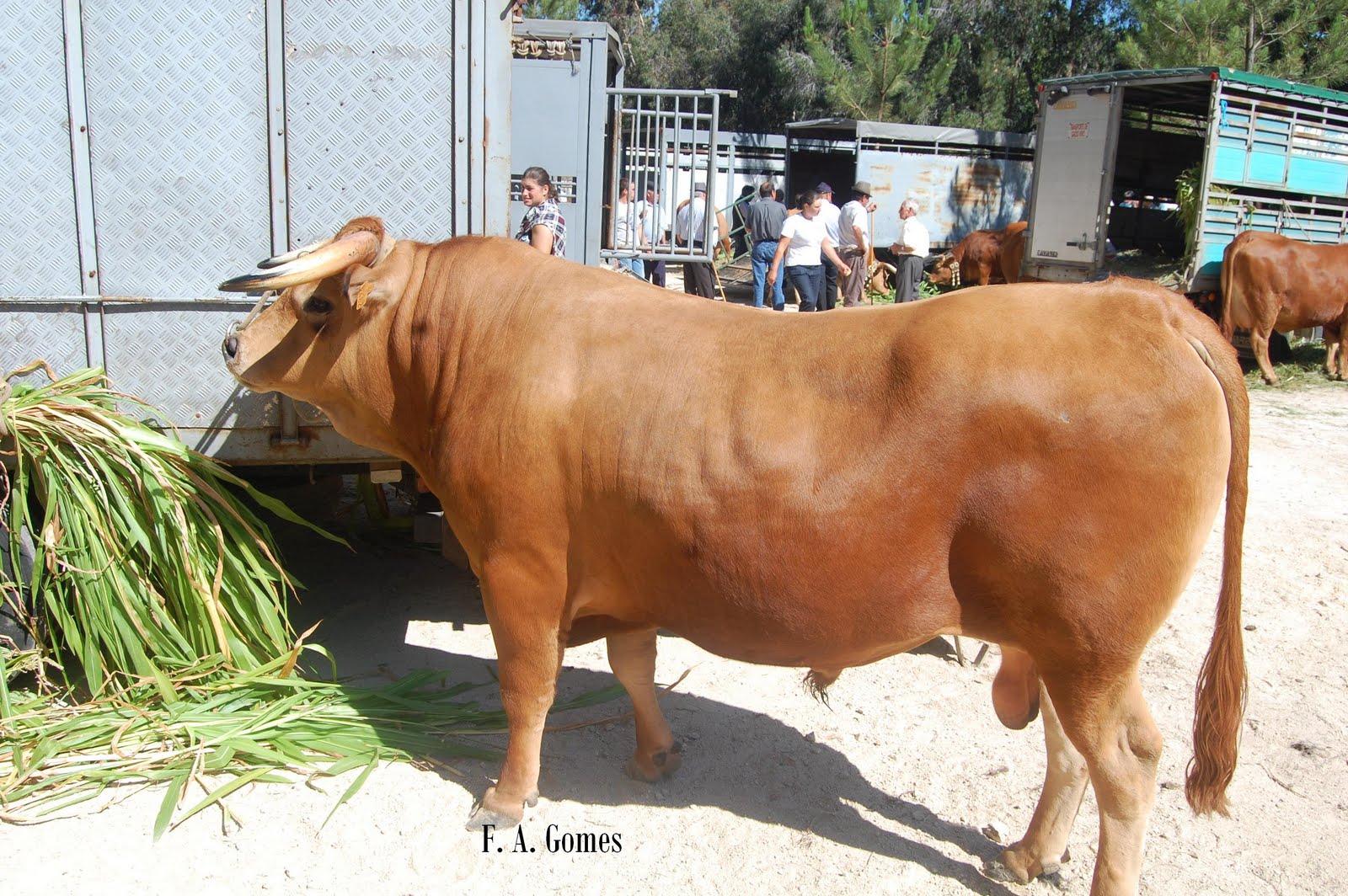 PCP Baião: CONCURSO PECUÁRIO DA RAÇA BOVINA AROUQUESA
