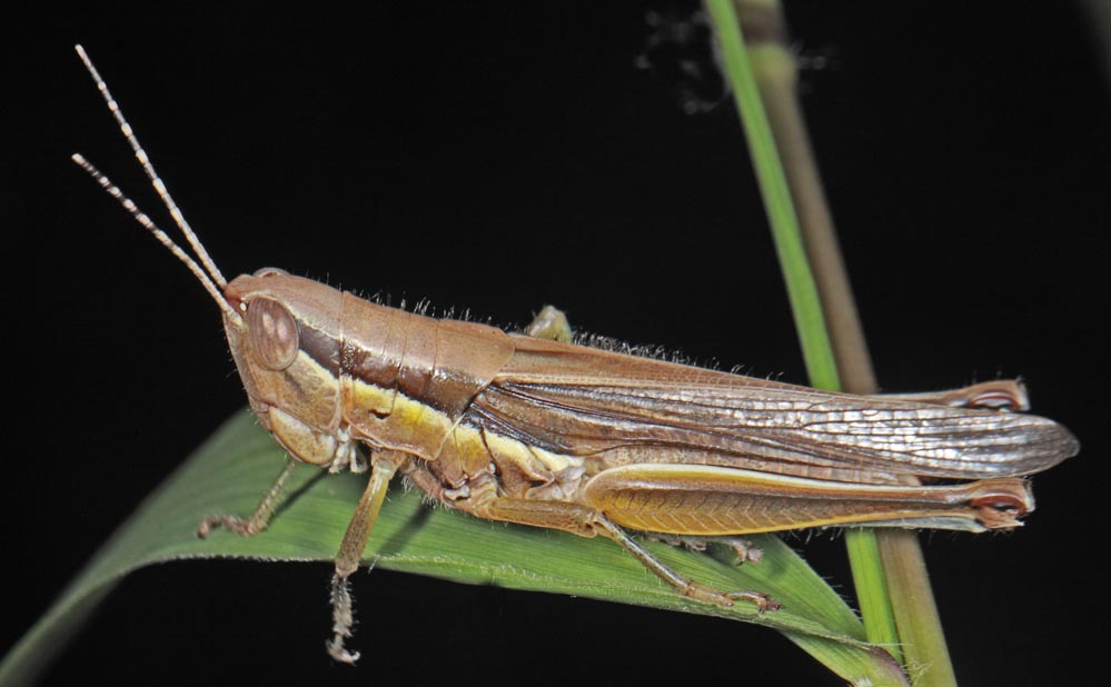 BunyipCo: April 2013