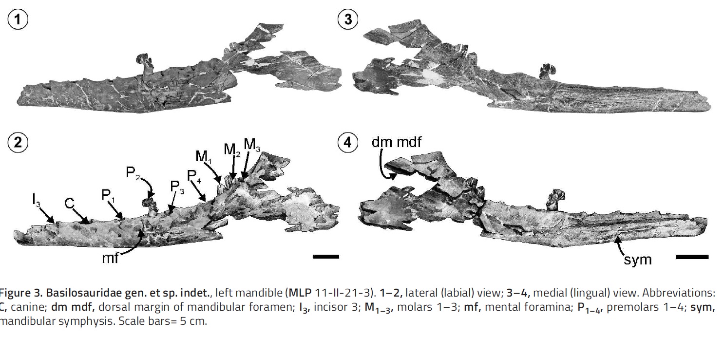 The Coastal Paleontologist: 2016 in review: Advances in marine mammal ...