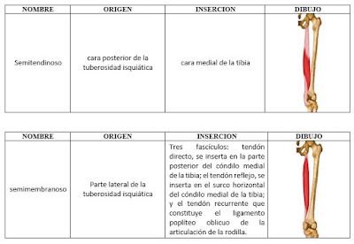 Fitness4you: Parte Posterior del Muslo; Isquiotibiales