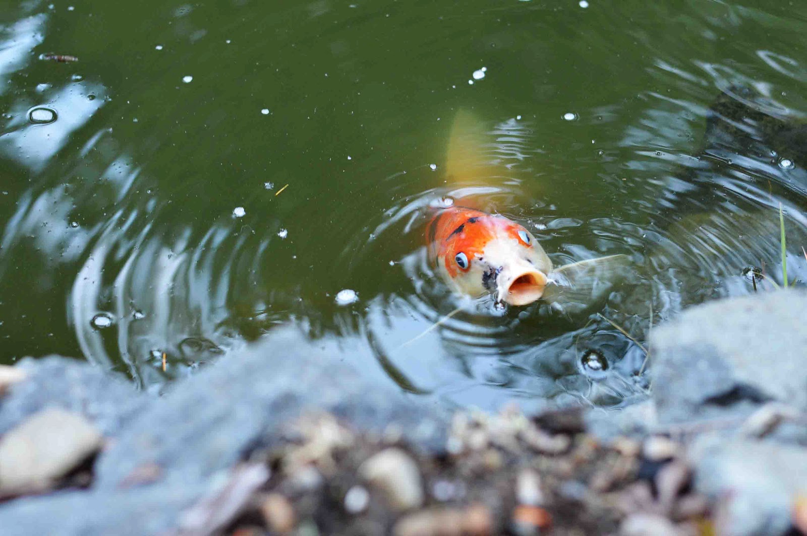 Maize Hutton: Violet Visits the Royal Koi Pond