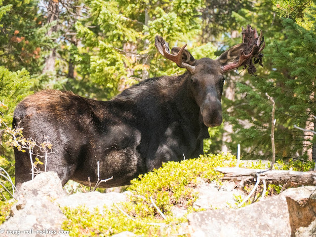 Romping and Rolling in the Rockies: Moose During Mating Season