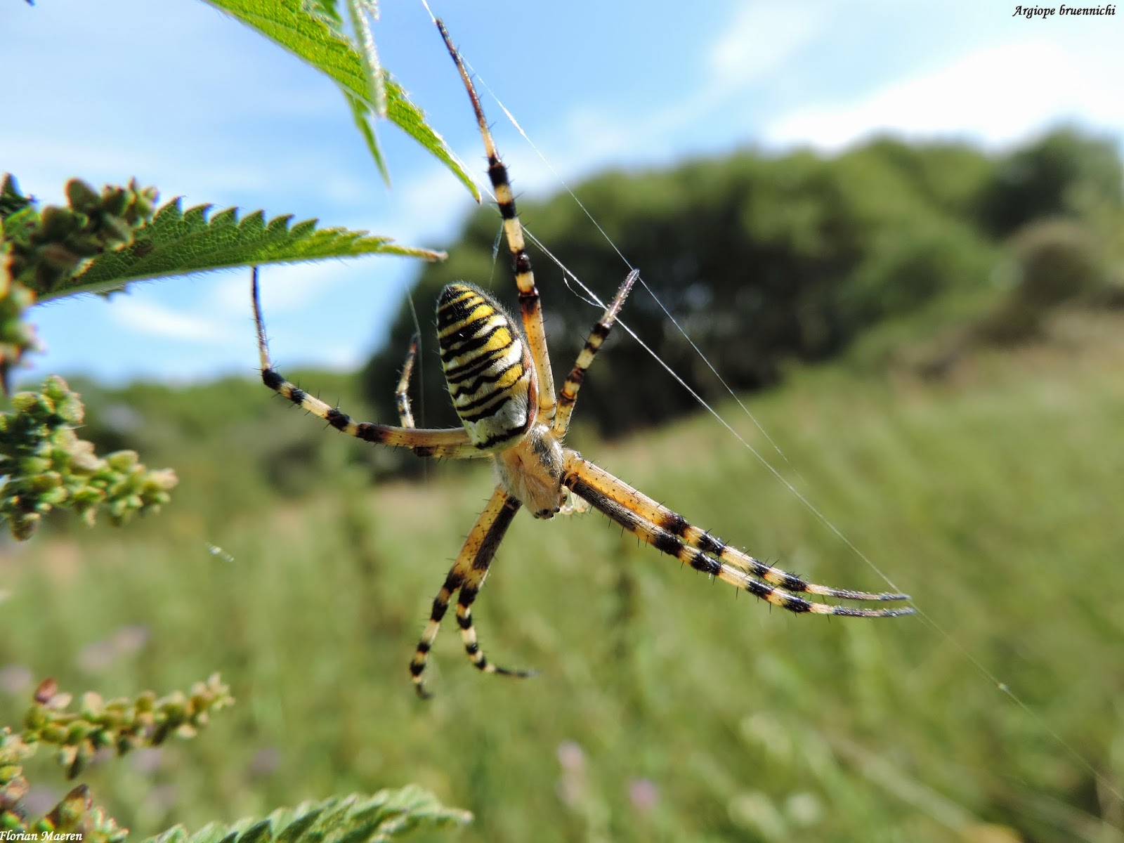 Ambiance Nature - Photographies: Les arachnides