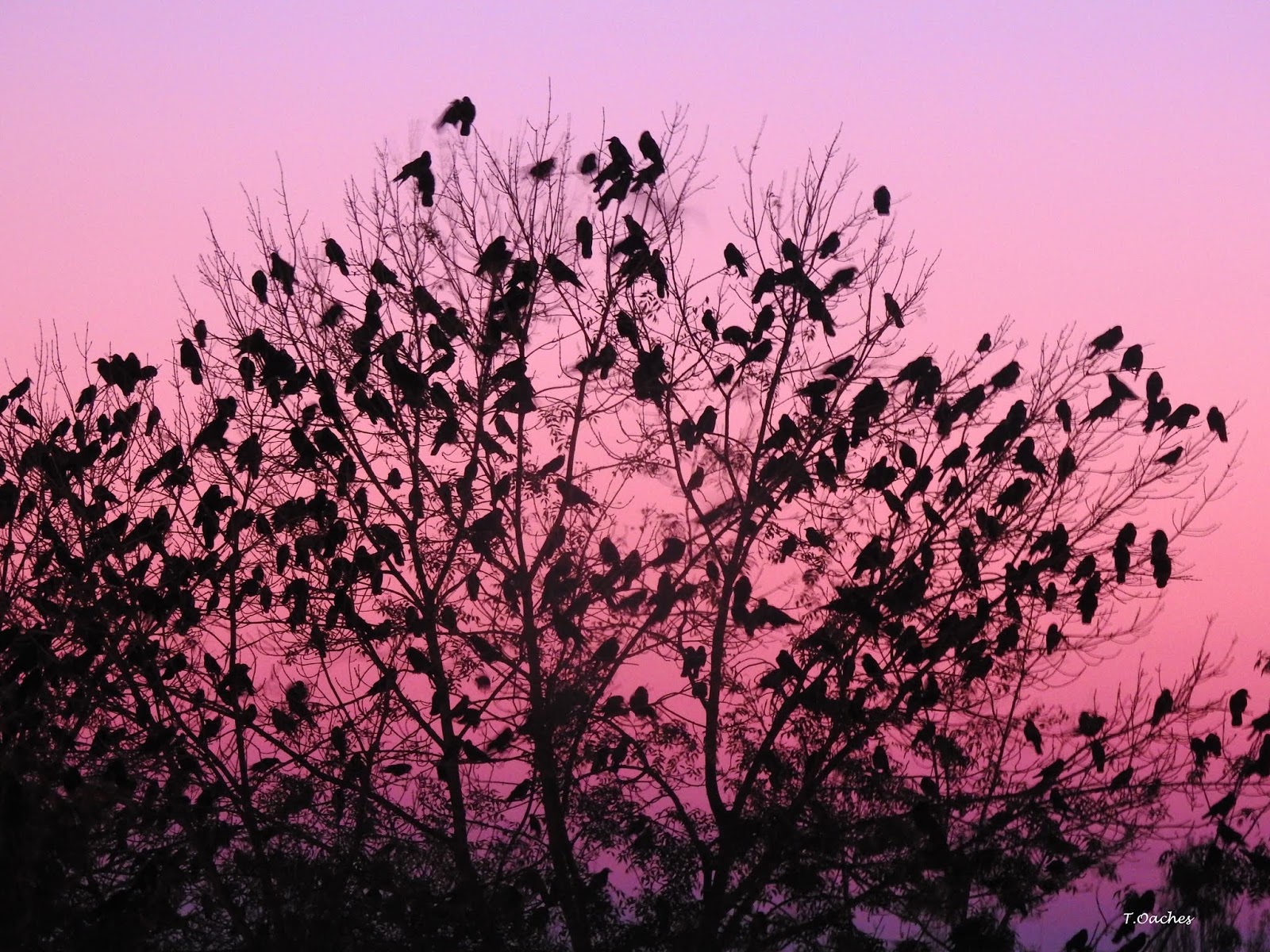 PASARI DIN ROMANIA: CIOARA DE SEMANATURA, Corvus frugilegus
