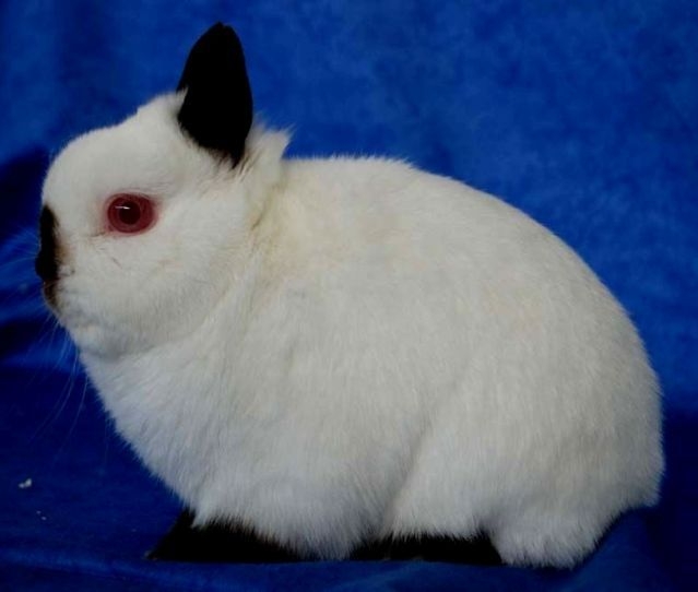 peternak kelinci tanggerang