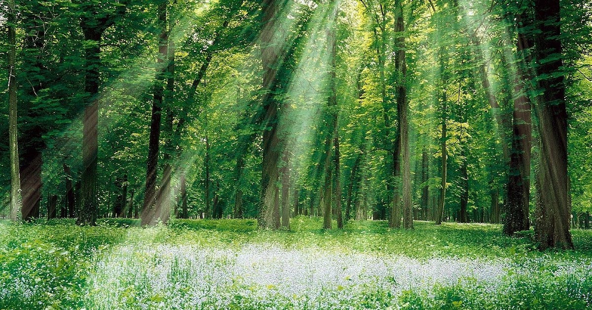 Imagini Desktop: Imagini cu Padure tropicala