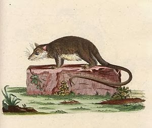 Participativa 101.1 Fm: TRAVESÍA ECOLÓGICA