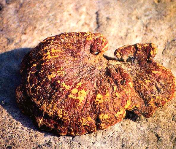 JAMUR KAYU ~ VENERABLE LAND