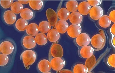 15 Contoh Hewan Ovipar dan Siklus Reproduksinya - Lentera Hidup2