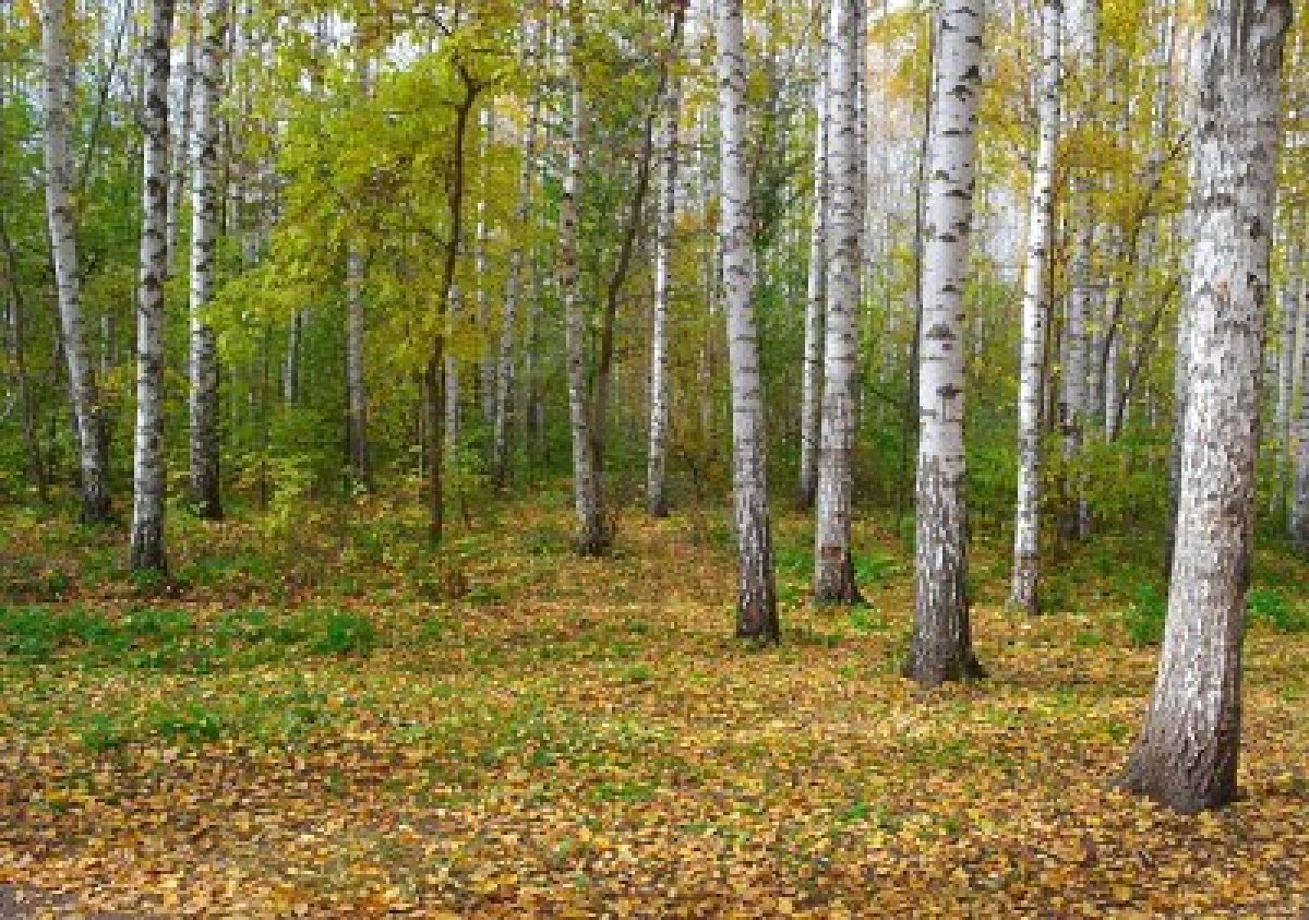 ARTE Y JARDINERÍA : ABEDUL DULCE. Betula lenta