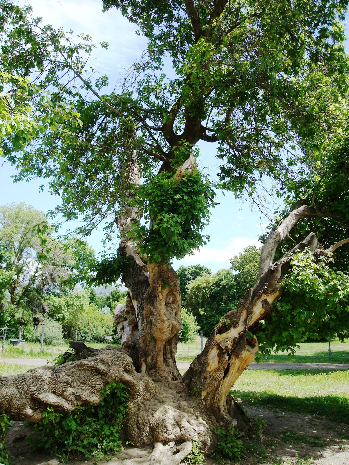 Bio Geo Nerd: Boxelder in Provo Canyon