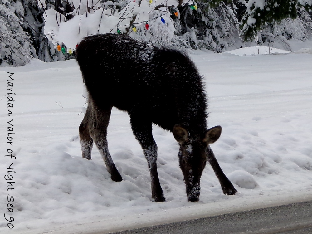 Night Sea: Baby moose on the loose