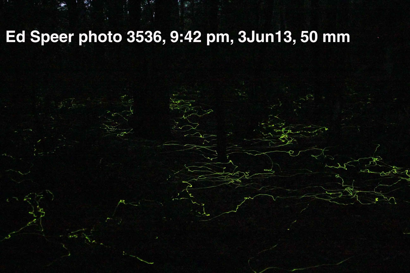 The Brown Mountain Lights: More Blue Ghost Firefly Images from DuPont ...