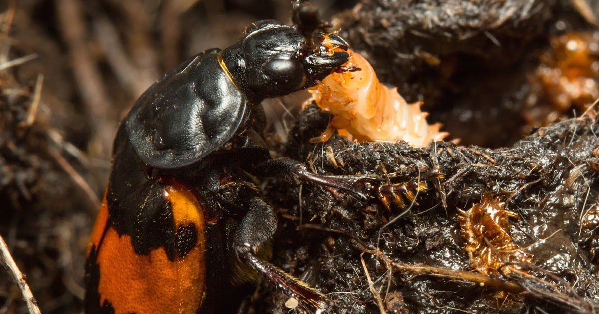 Rosa Rubicondior: Baby Beetles Evolve in 13 Generations