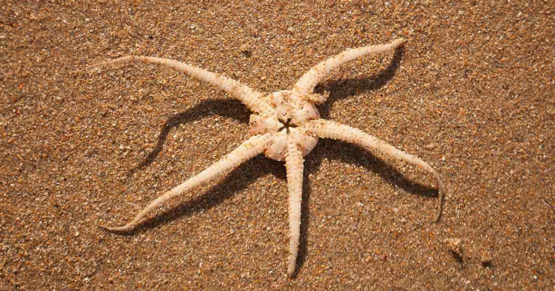 Los equinodermos (V): clase ofiuroideos, características - Biología