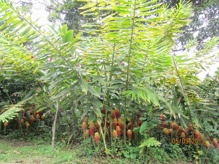 Semillas de Zingiber spectabile o micrófono, flor de maraca, jengibre ...