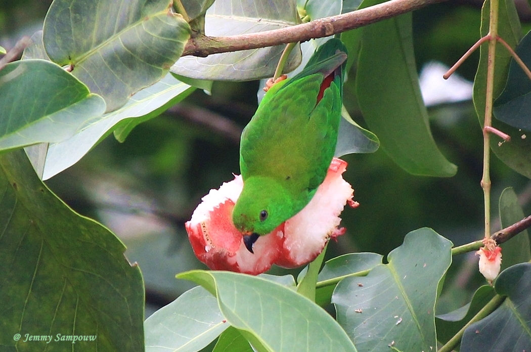 Pesona Alam dan Satwa Liar: Serindit Sulawesi / Celebes hanging-parrot