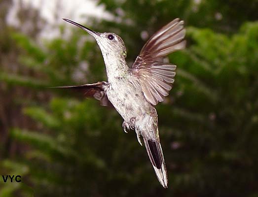 My Temple of Nature: Humdinger Hummingbirds