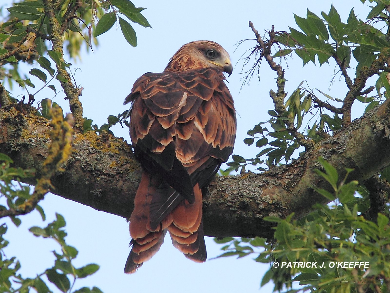 Raw Birds: bird of prey