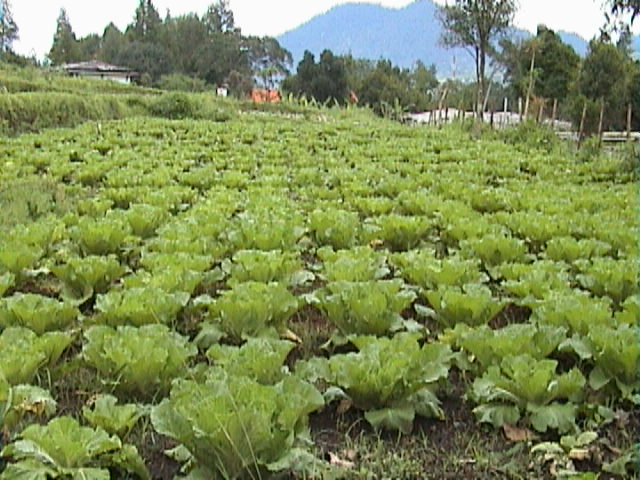 Gubuk Tani : Budidaya Petsai (Brassica chinensis)
