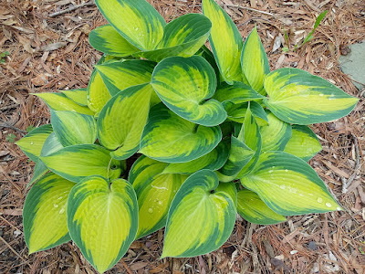 Future Plants by Randy Stewart: Hosta