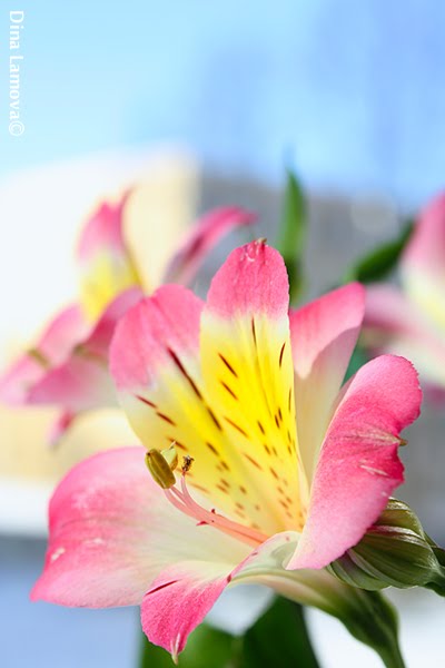 TLÜ fotoklubi: Kevad - Lilled kevadise päikese käes