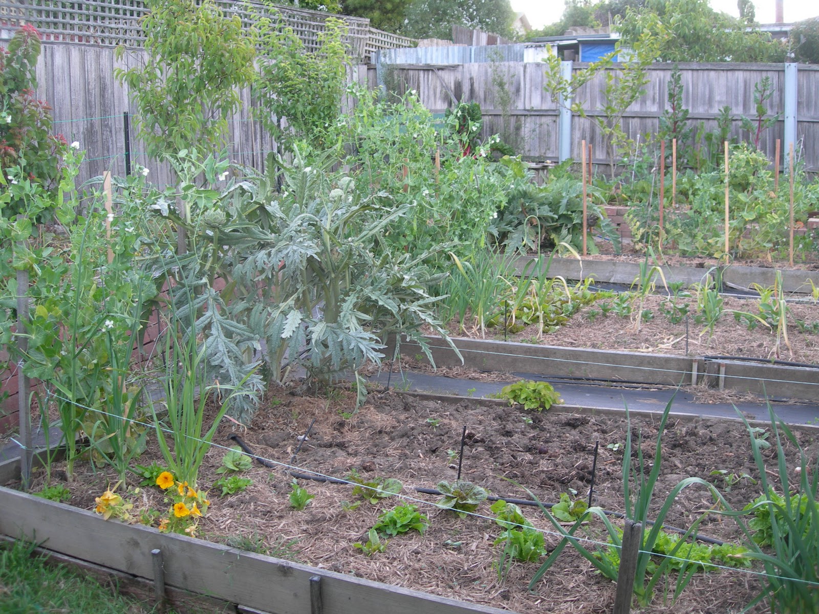 Polystyrene Garden Junkie
