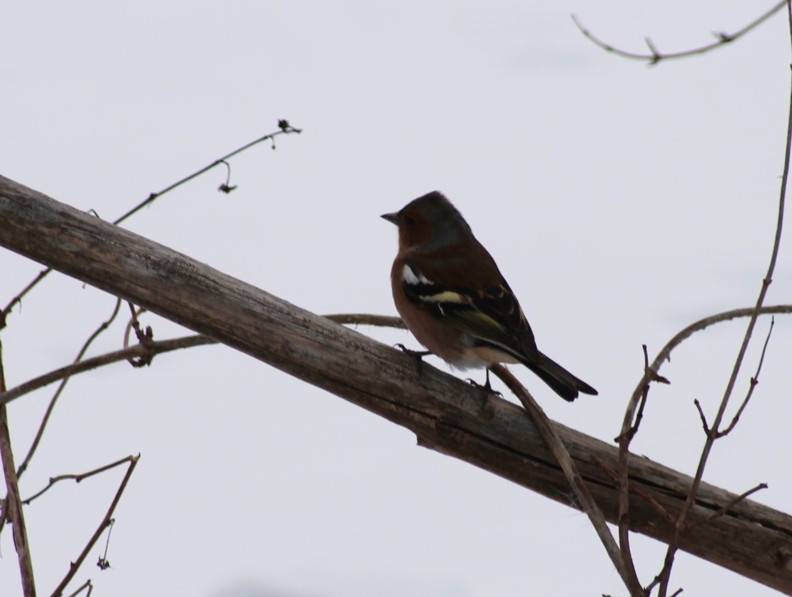 elämää luonnossa: Kottarainen ja peipponen saapuneet lintupaariin.