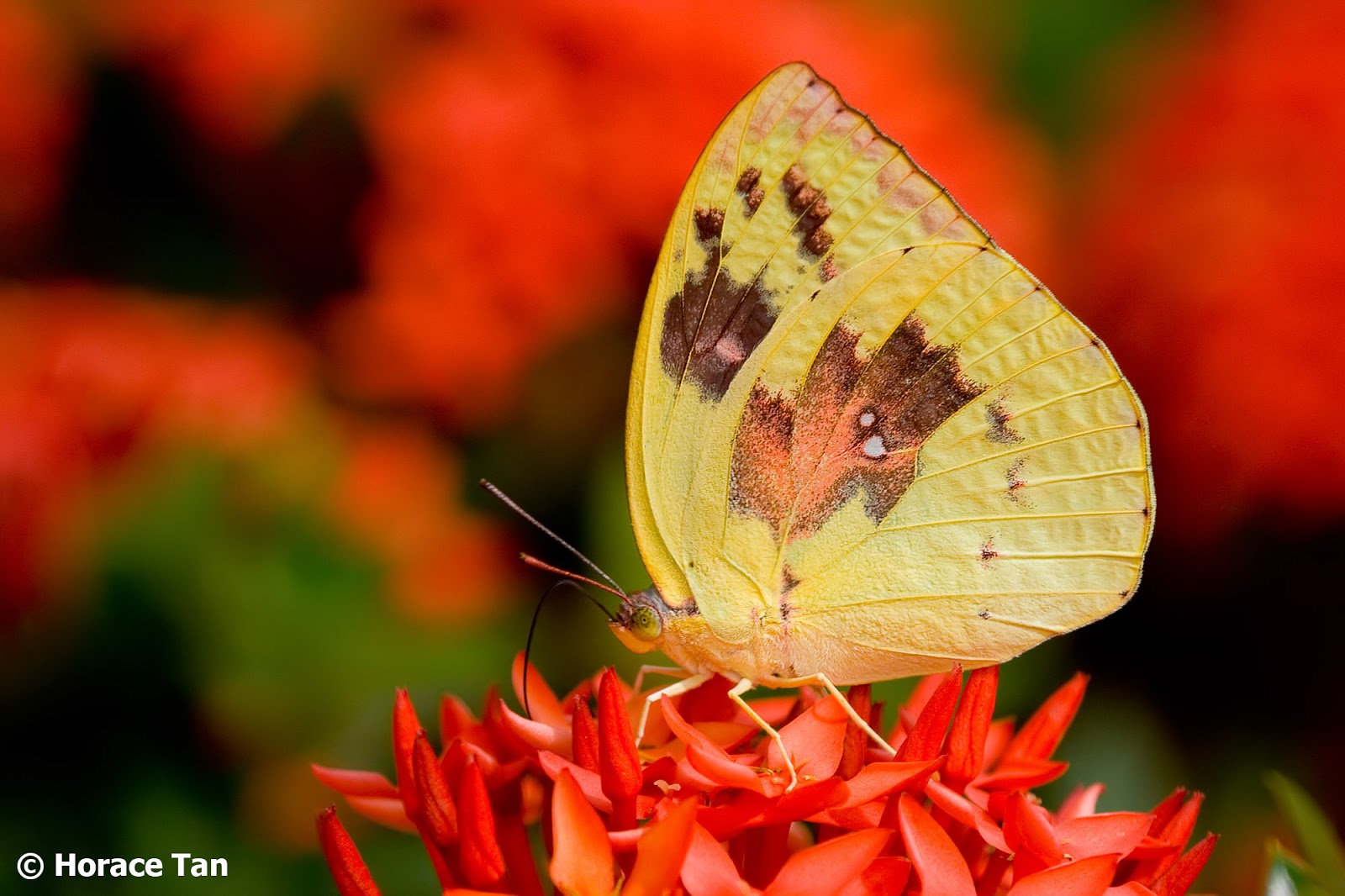 Butterflies of Singapore: Emigrants of Singapore