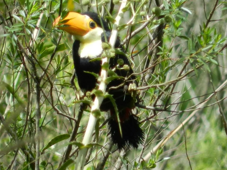 Sítio Panamar - Turismo Rural e Café Colonial - Pelotas,RS