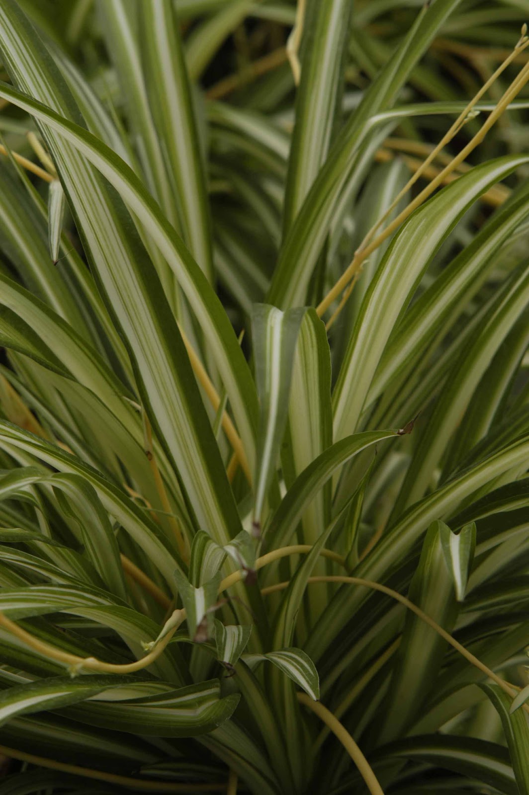 Método: CLASIFICACION DE LAS HOJAS