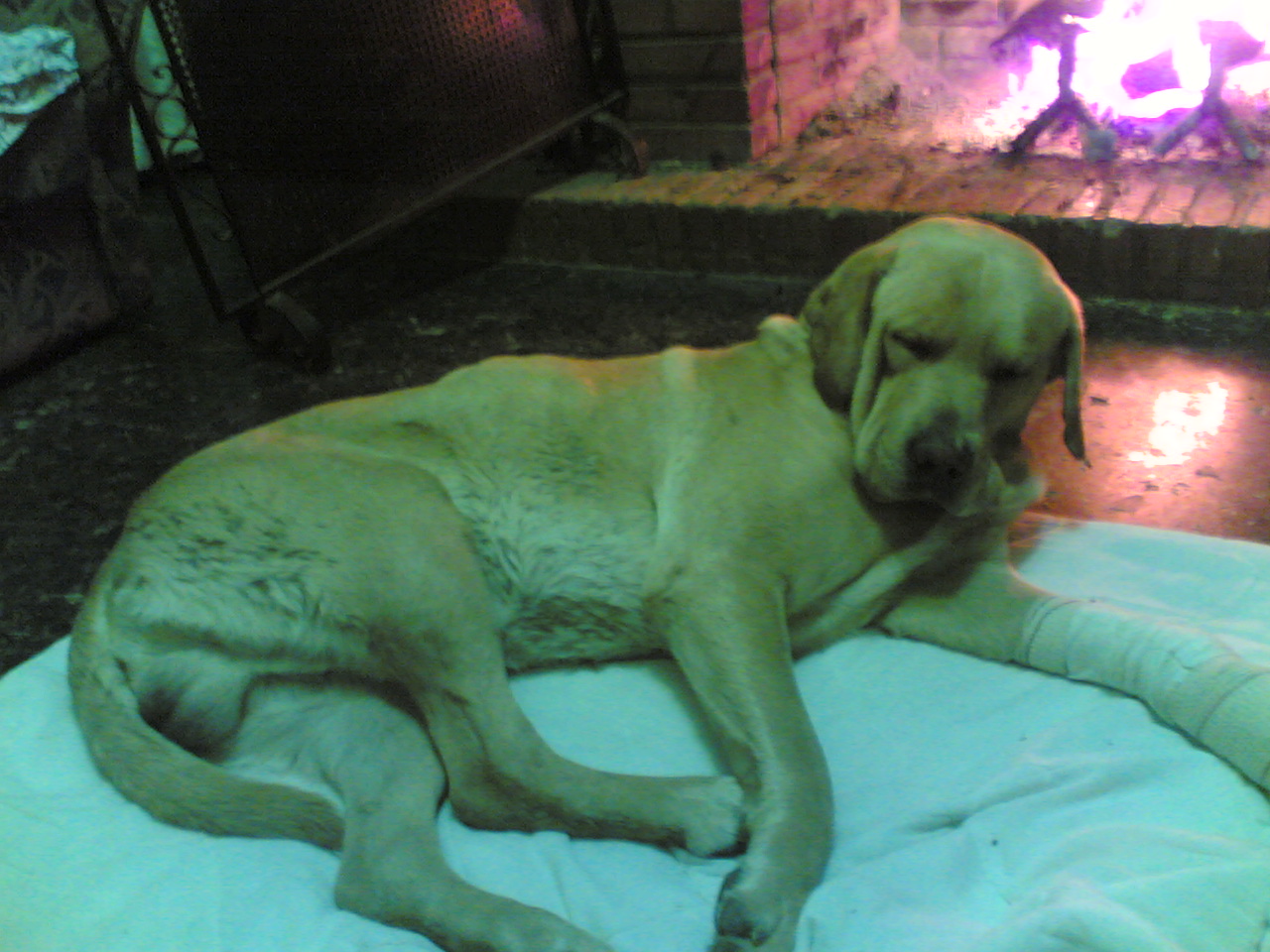 El Pueblo Peludo: Molongo, Molongo!